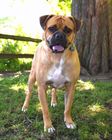 Pug Mixed Breeds: 60 Perfect Pug Mixes You'll Want to Adopt