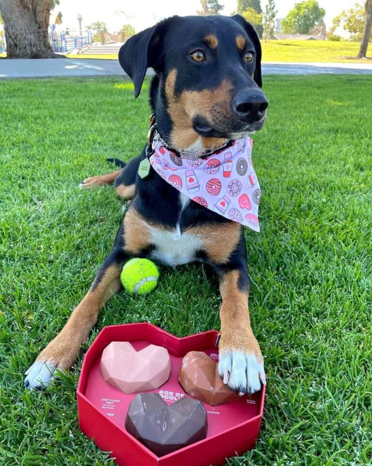 Australian Shepherd Mixes: 48 Aussie Crossbreeds You'll Love!