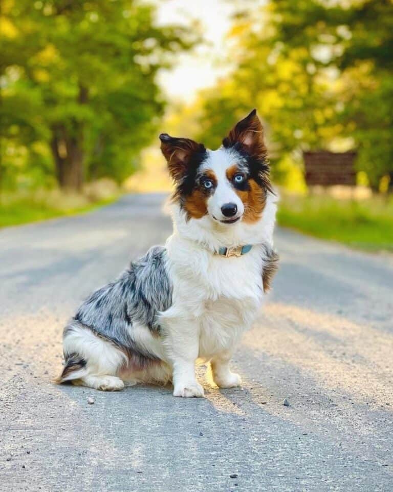 Australian Shepherd Mixes: 48 Aussie Crossbreeds You'll Love!