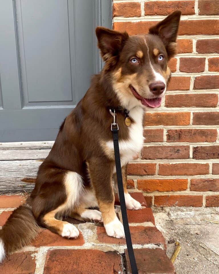 Australian Shepherd Mixes: 48 Aussie Crossbreeds You'll Love!