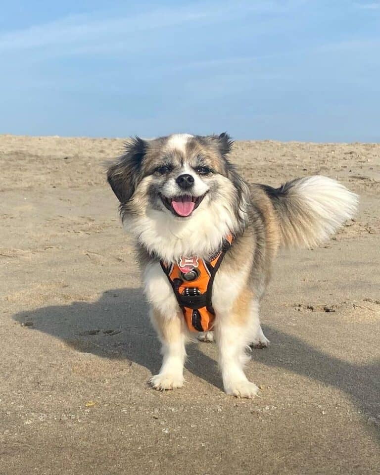 Shih Tzu Mixes: 42 Charming Crossbreeds (With Pictures!)