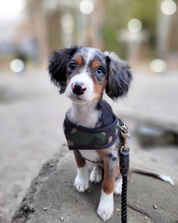 36 Cutest Cavalier King Charles Spaniel Mixes (With Pictures!)