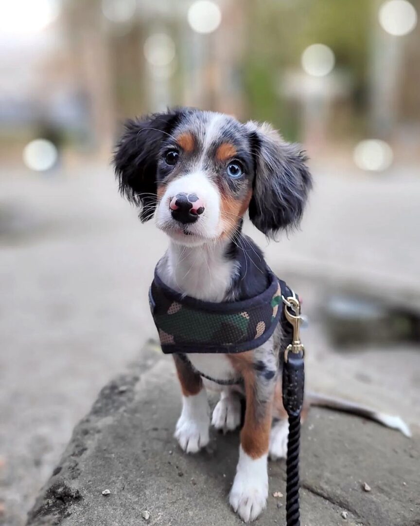 36 Cutest Cavalier King Charles Spaniel Mixes (With Pictures!)