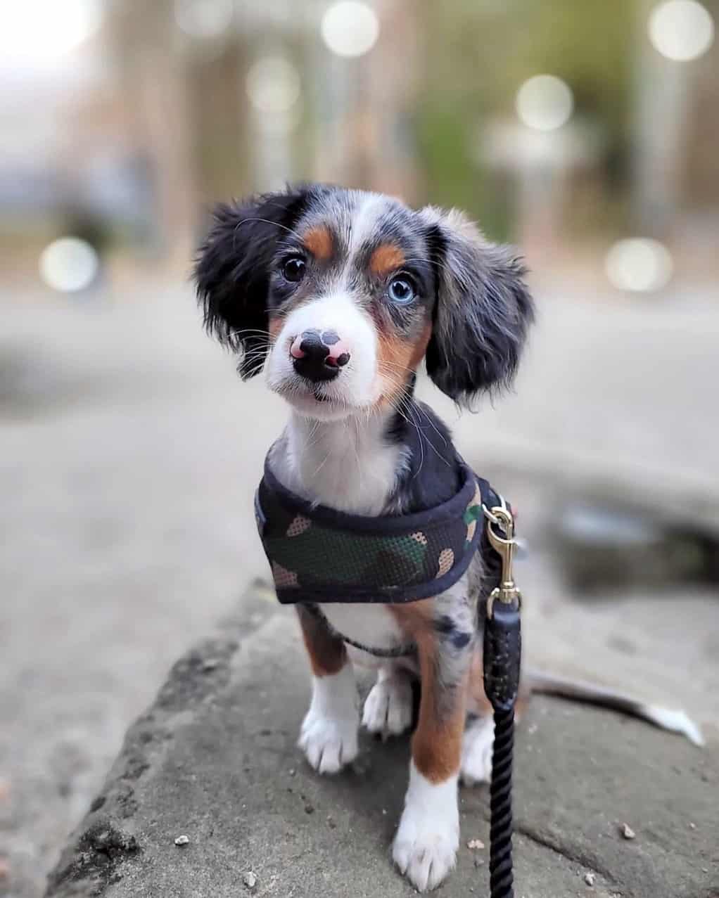 36 Cutest Cavalier King Charles Spaniel Mixes (With Pictures!)