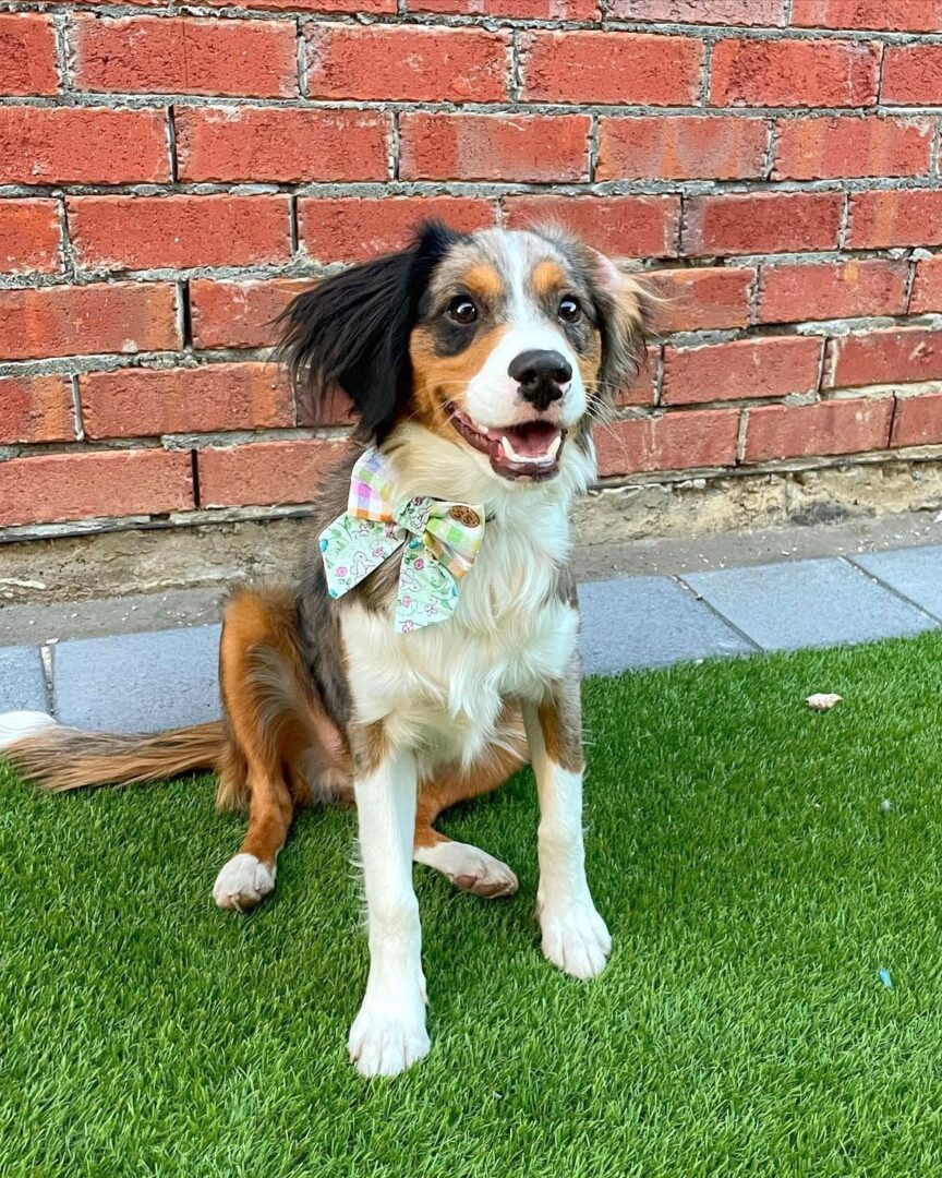 Australian Shepherd Mixes: 48 Aussie Crossbreeds You'll Love!