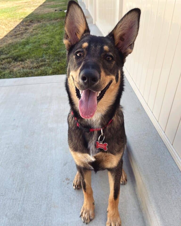 Australian Shepherd Mixes: 48 Aussie Crossbreeds You'll Love!