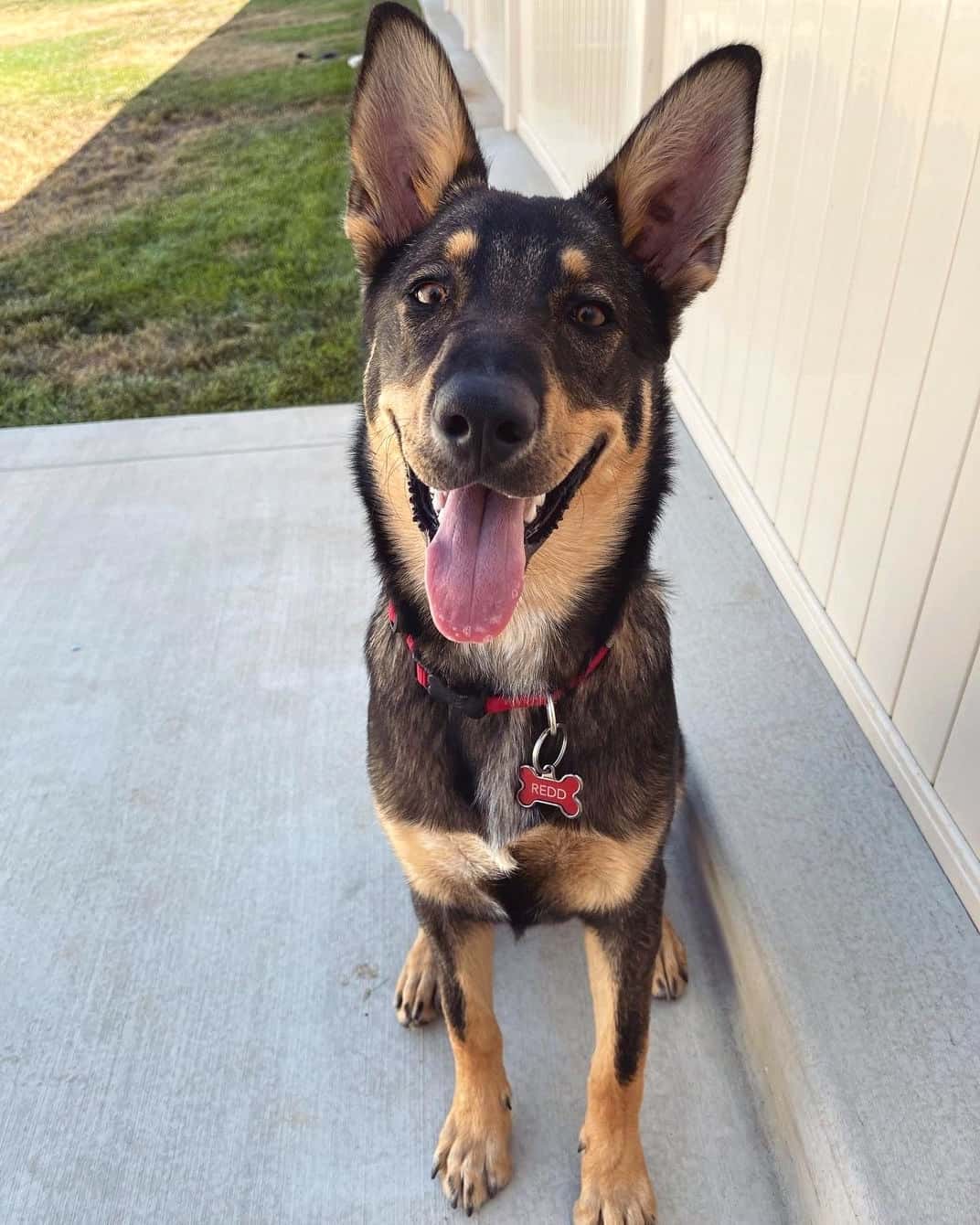 Australian Shepherd Mixes: 48 Aussie Crossbreeds You'll Love!