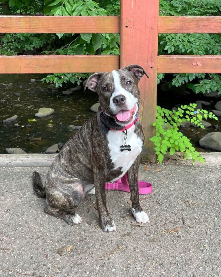 Australian Shepherd Mixes: 48 Aussie Crossbreeds You'll Love!