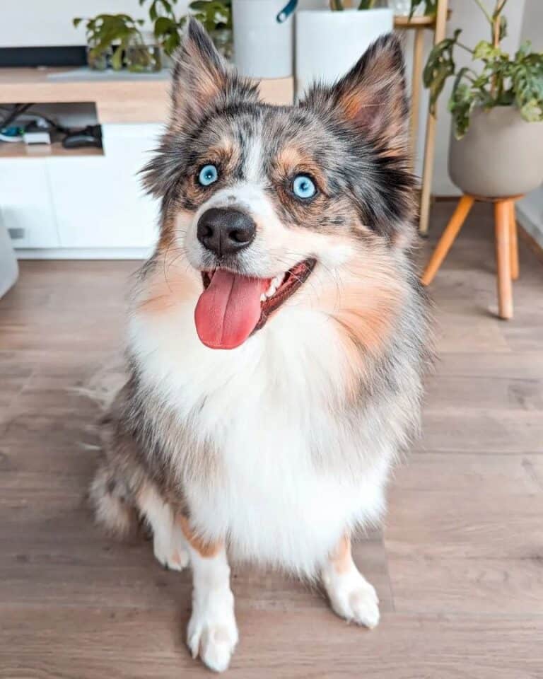 Pomeranian Mixes: 45 Adorable Crossbreeds (With Pictures!)