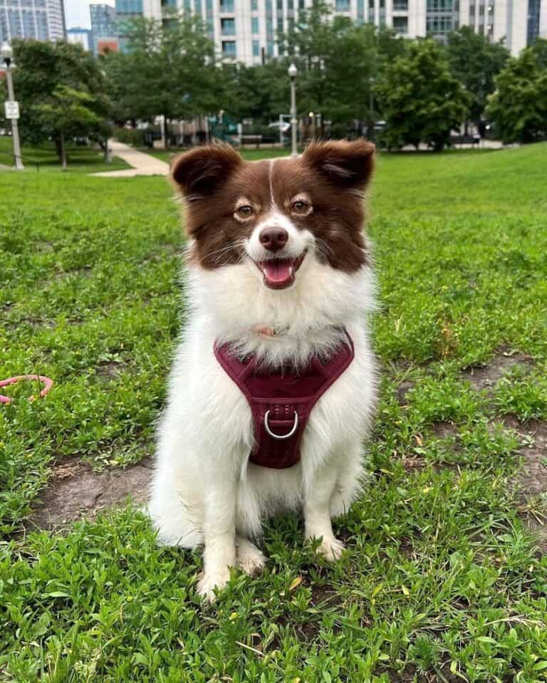 Australian Shepherd Mixes: 48 Aussie Crossbreeds You'll Love!