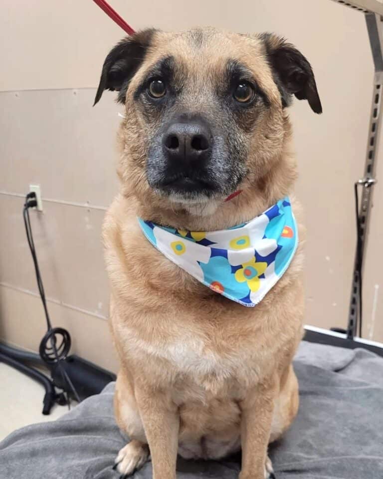 Pug Mixed Breeds: 60 Perfect Pug Mixes You'll Want to Adopt