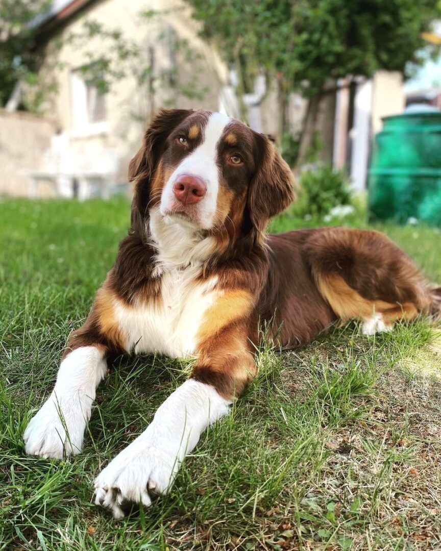 Labrador Retriever Mixes: 57 Lab Crossbreeds (With Pictures!)