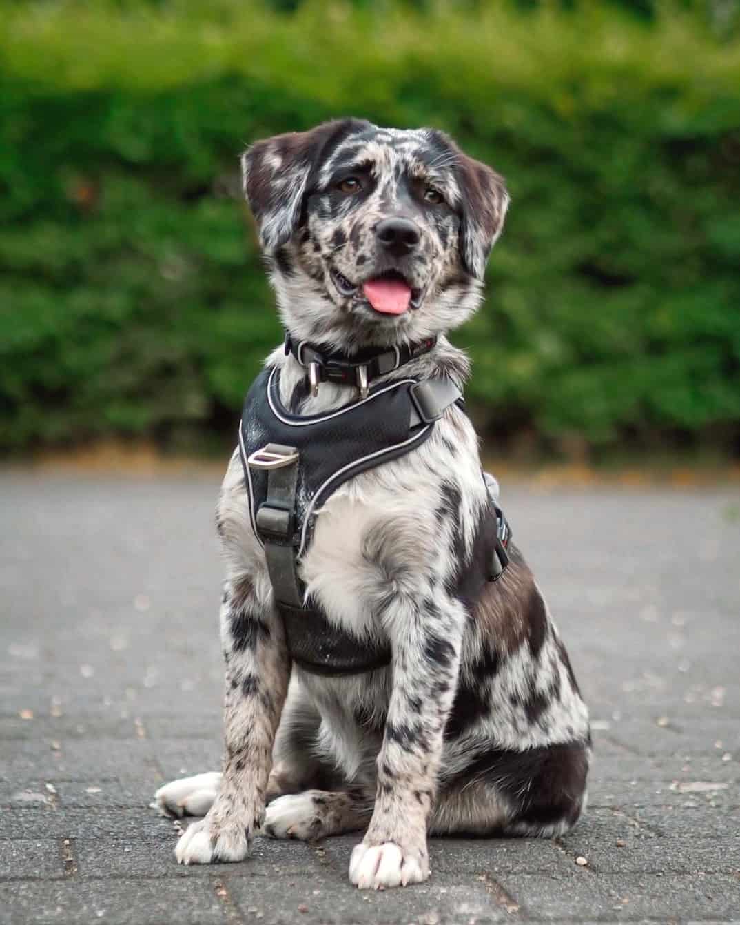 Australian Shepherd Mixes: 48 Aussie Crossbreeds You'll Love!