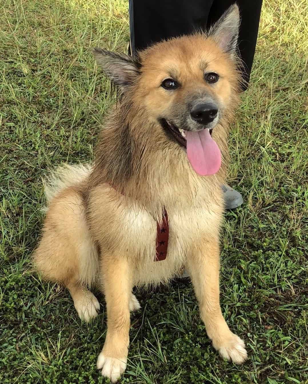 Australian Shepherd Mixes: 48 Aussie Crossbreeds You'll Love!