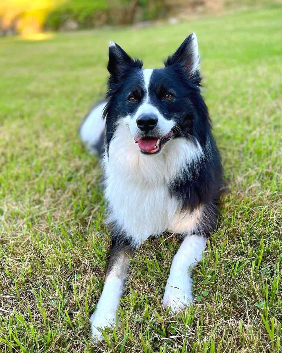 Australian Shepherd Mixes: 48 Aussie Crossbreeds You'll Love!