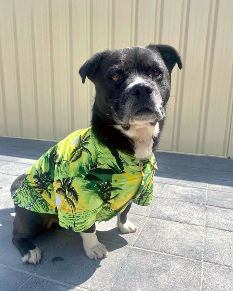 Pug Mixed Breeds: 60 Perfect Pug Mixes You'll Want to Adopt