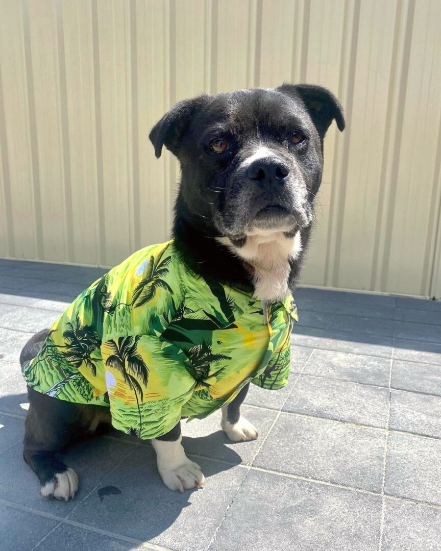 Pug Mixed Breeds: 60 Perfect Pug Mixes You'll Want to Adopt