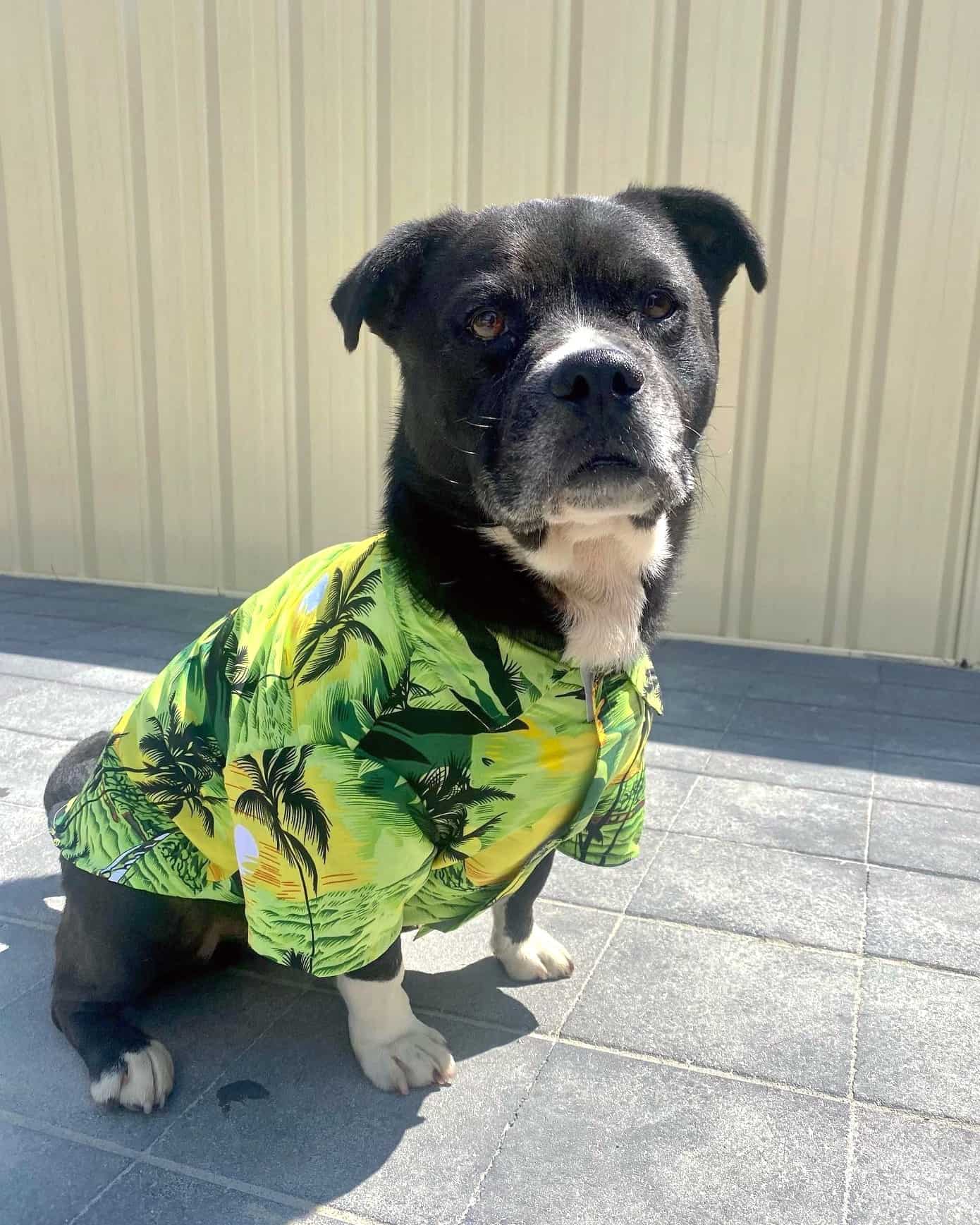 Pug Mixed Breeds: 60 Perfect Pug Mixes You'll Want to Adopt