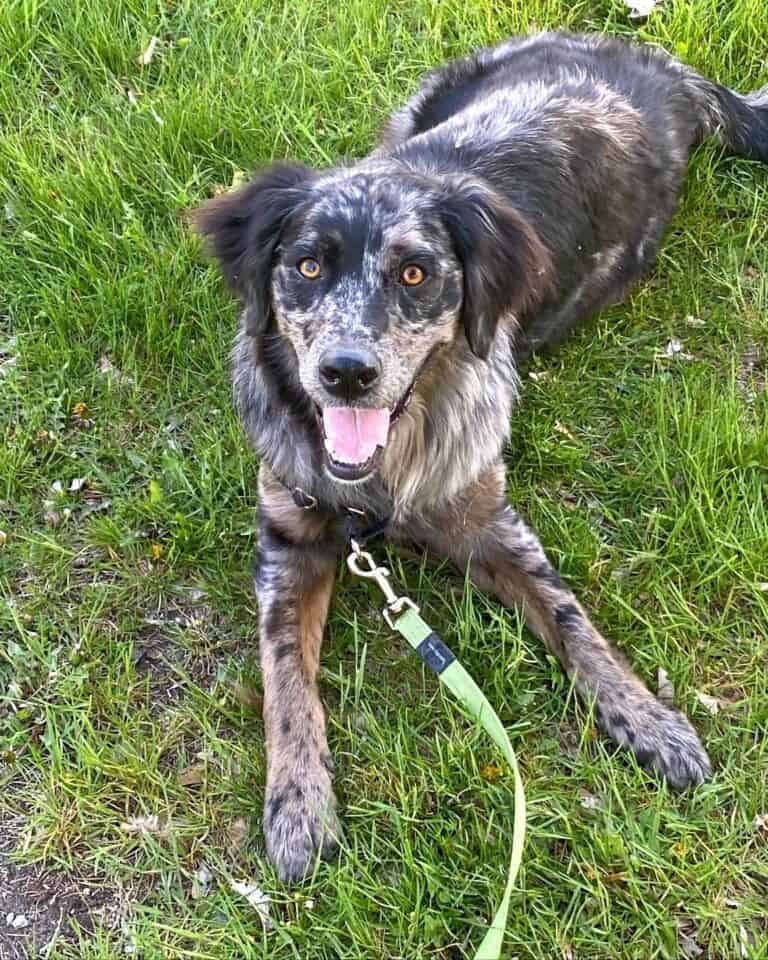 Australian Shepherd Mixes: 48 Aussie Crossbreeds You'll Love!