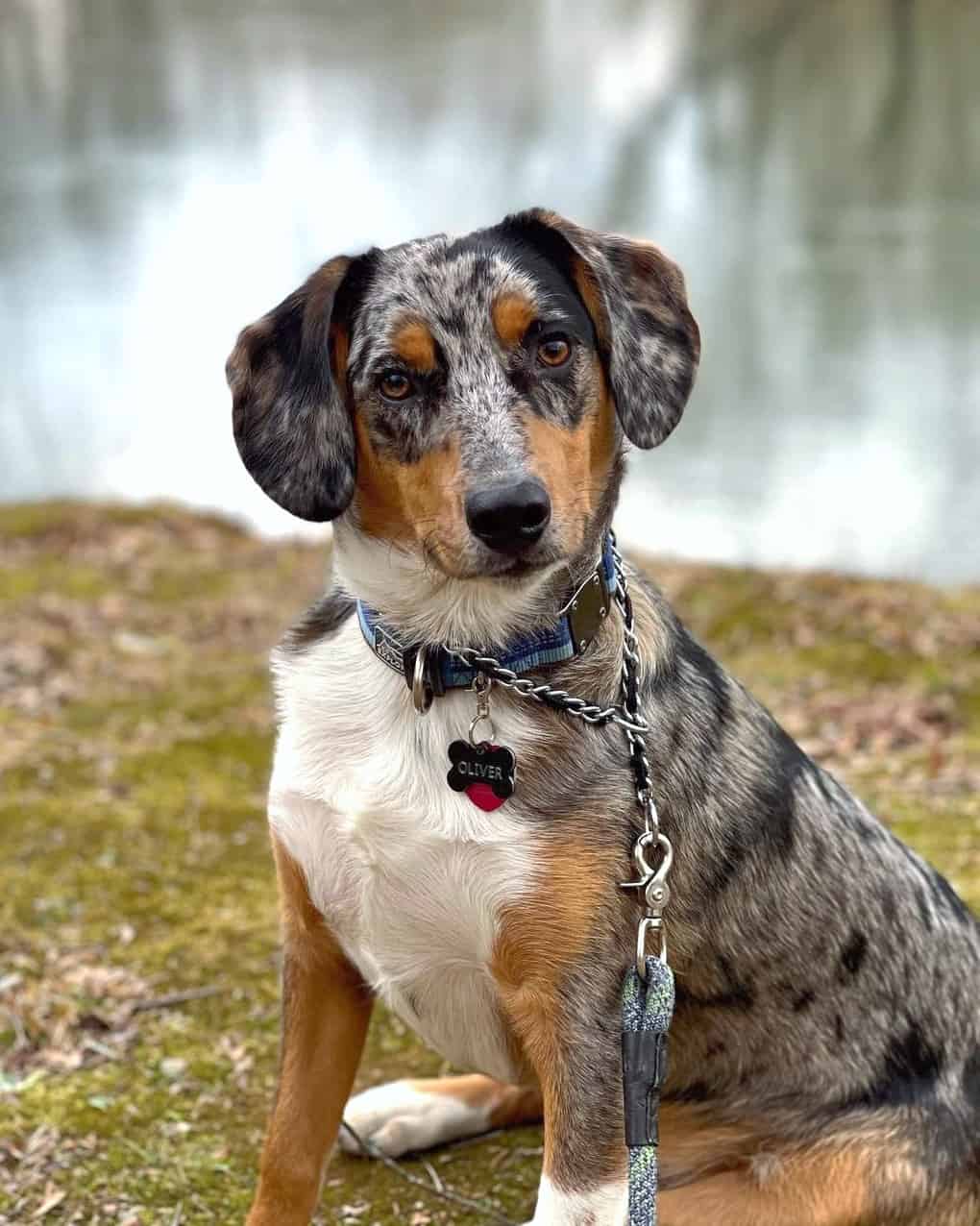 Australian Shepherd Mixes: 48 Aussie Crossbreeds You'll Love!