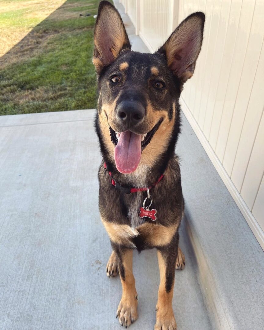German Shepherd Mixes: 40 Gorgeous GSD Crossbreeds!
