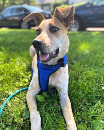 Great Dane Mixes: 43 Extra-Large Crossbreeds! (With Pictures)