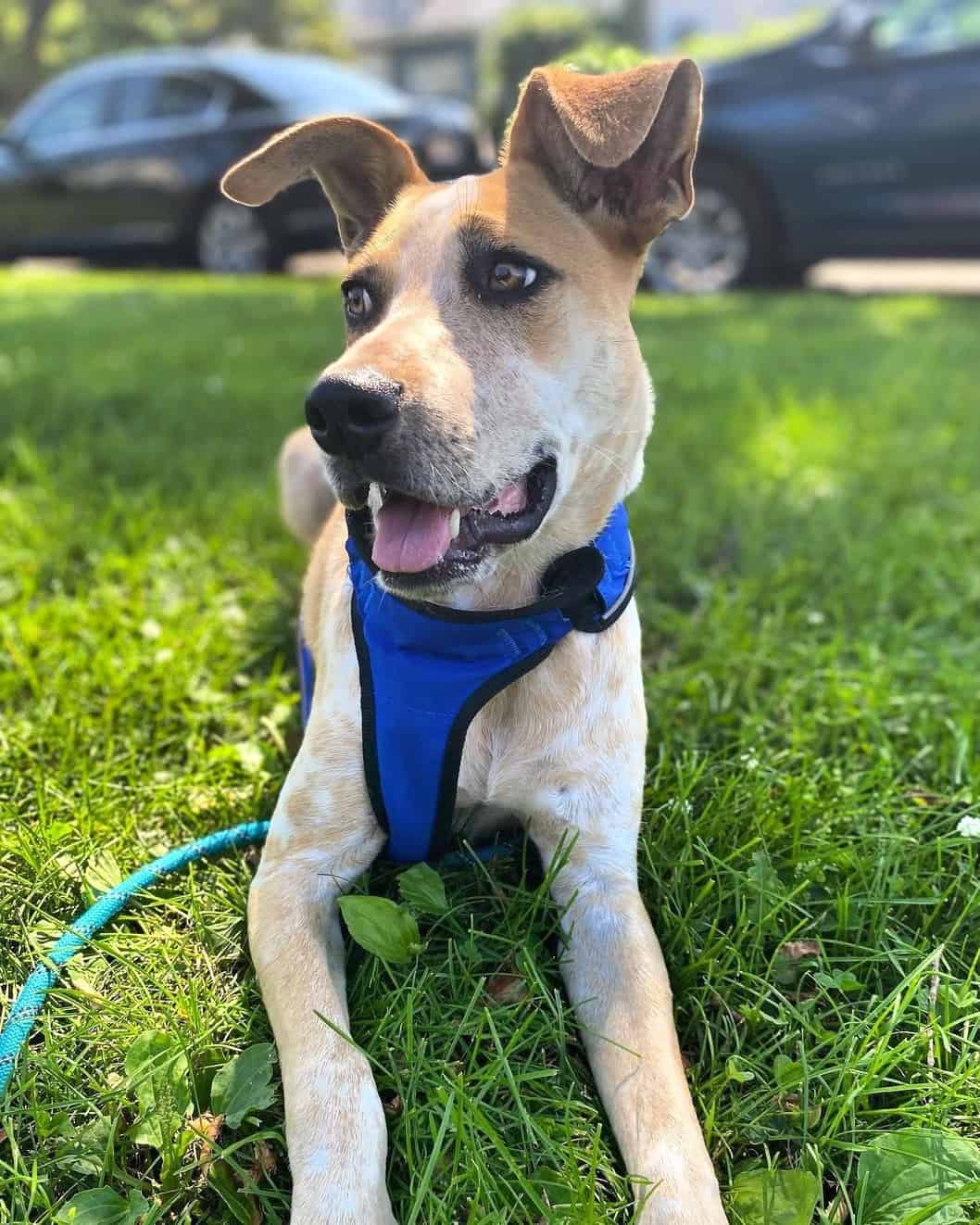 Great Dane Mixes: 43 Extra-Large Crossbreeds! (With Pictures)