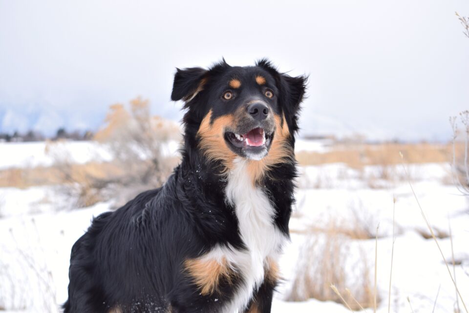 Australian Shepherd Mixes: 48 Aussie Crossbreeds You'll Love!