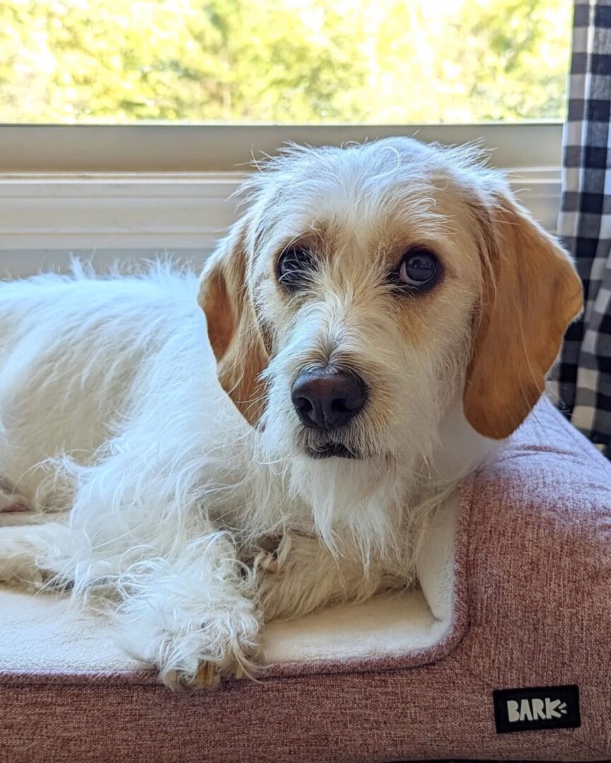 Bichon Frise Mixes: 34 Fluffy Crossbreeds You'll Want to Cuddle