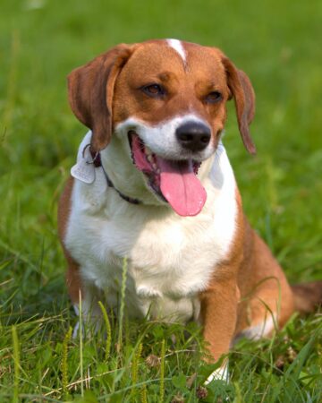 Beagle Mixes: 59 Cute Floppy-Eared Crossbreeds You'll Love
