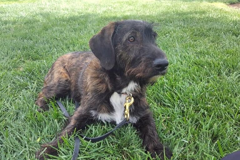 Basset Hound Mixes: 50 Different Crossbreeds (With Pictures)