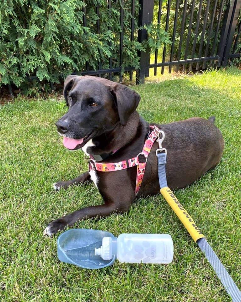 Basset Hound Mixes: 50 Different Crossbreeds (With Pictures)