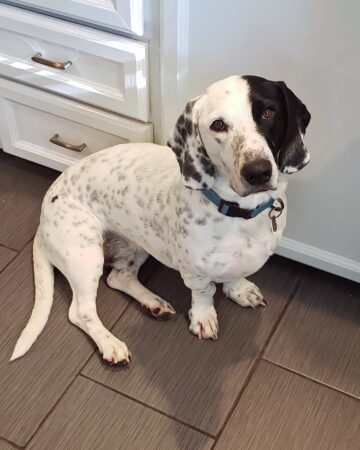 Basset Hound Mixes: 50 Different Crossbreeds (With Pictures)