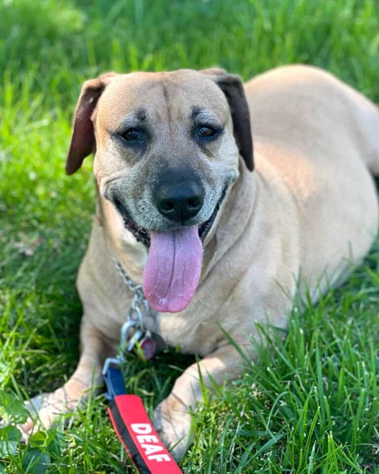 Basset Hound Mixes: 50 Different Crossbreeds (With Pictures)