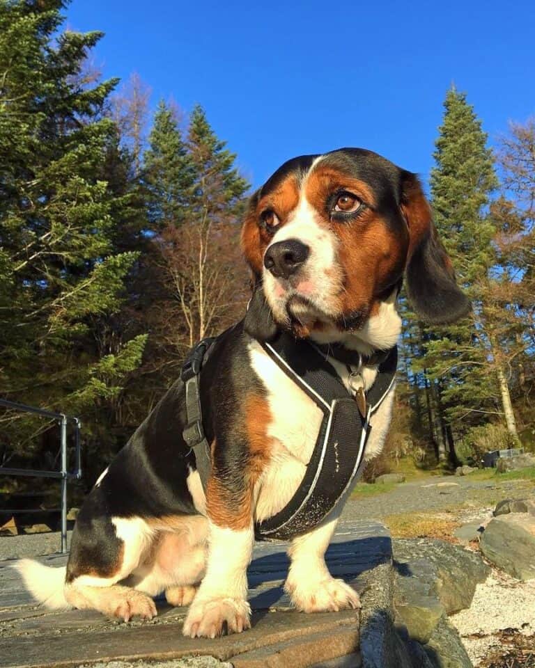 36 Cutest Cavalier King Charles Spaniel Mixes (With Pictures!)