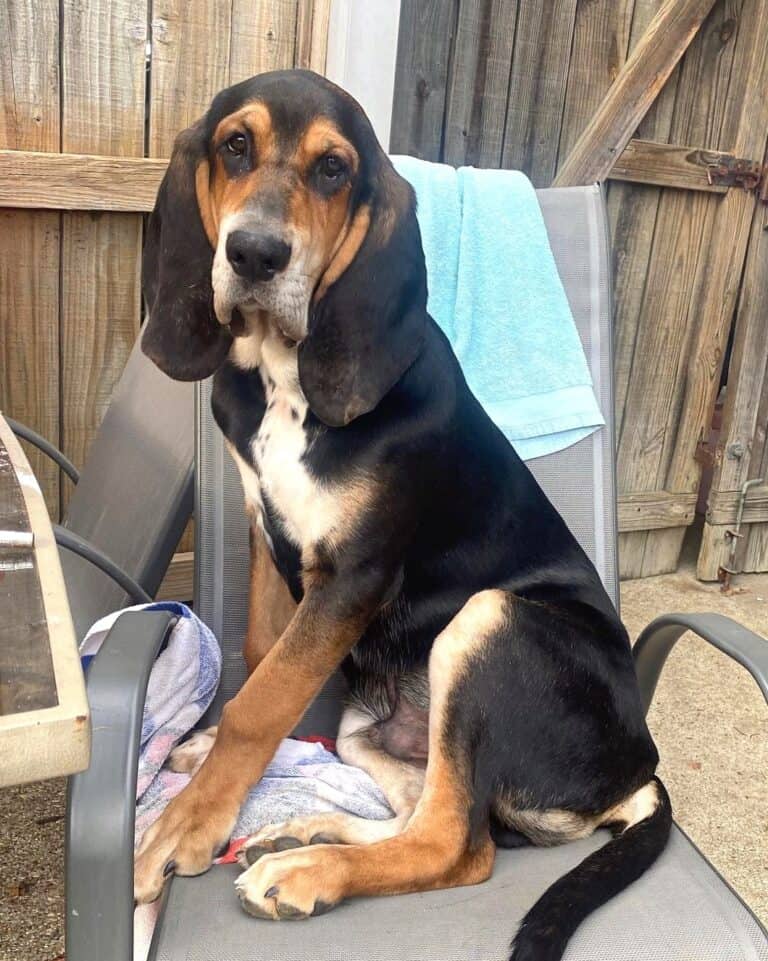 Basset Hound Mixes: 50 Different Crossbreeds (With Pictures)