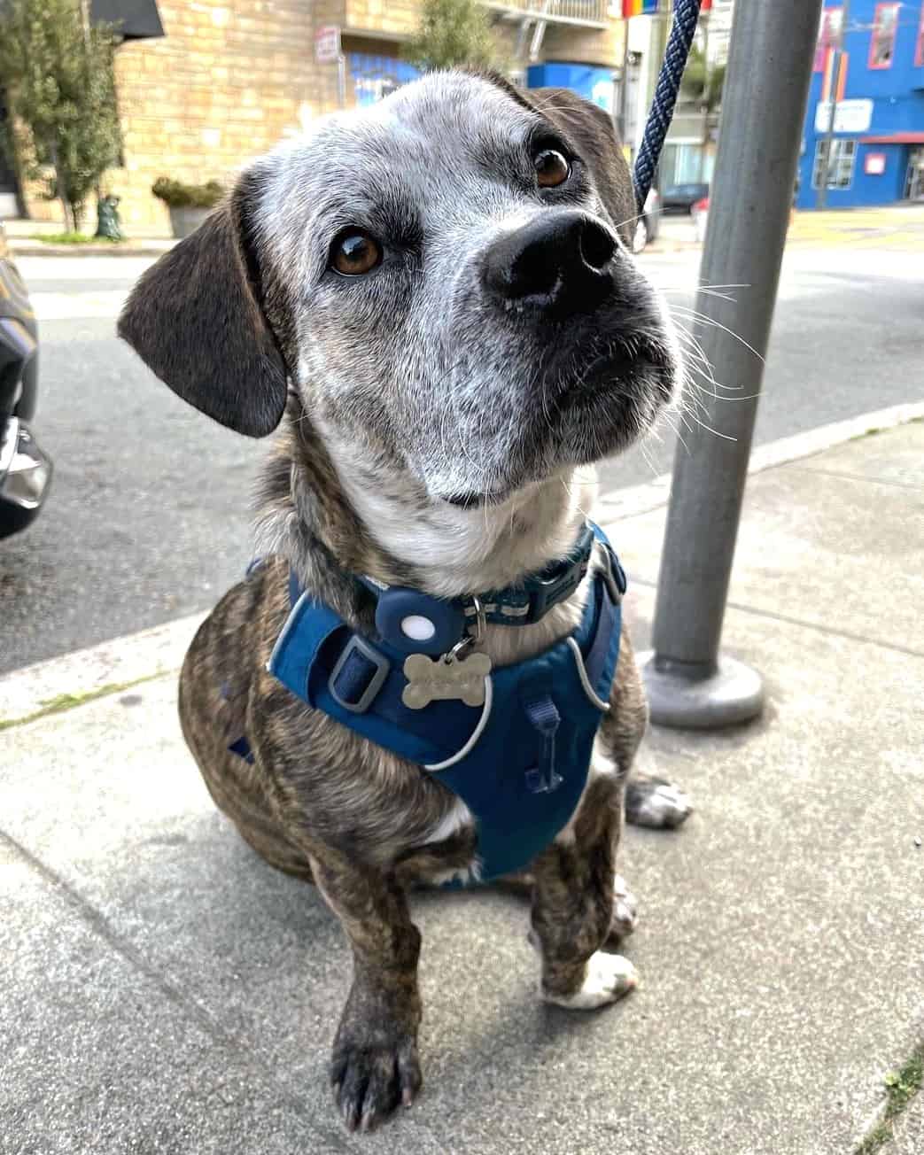 Basset Hound Mixes: 50 Different Crossbreeds (With Pictures)