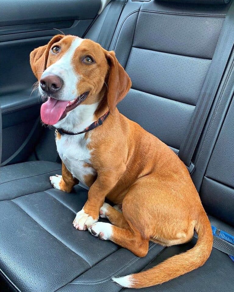 Basset Hound Mixes: 50 Different Crossbreeds (With Pictures)