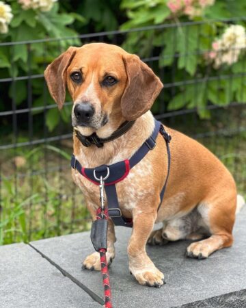 Basset Hound Mixes: 50 Different Crossbreeds (With Pictures)