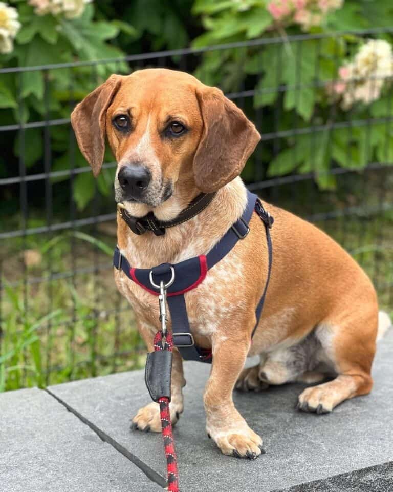 Basset Hound Mixes: 50 Different Crossbreeds (With Pictures)