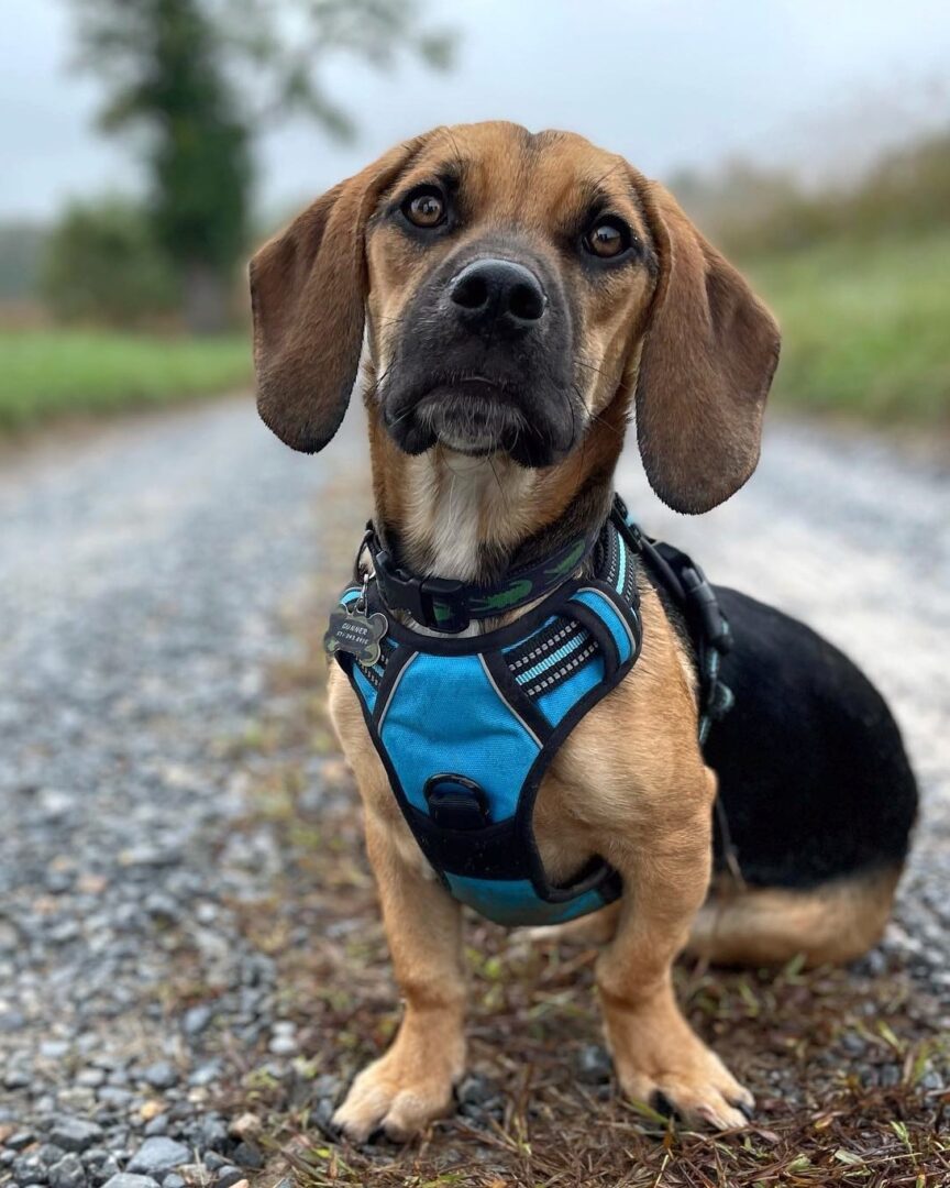 Labrador Retriever Mixes: 57 Lab Crossbreeds (With Pictures!)