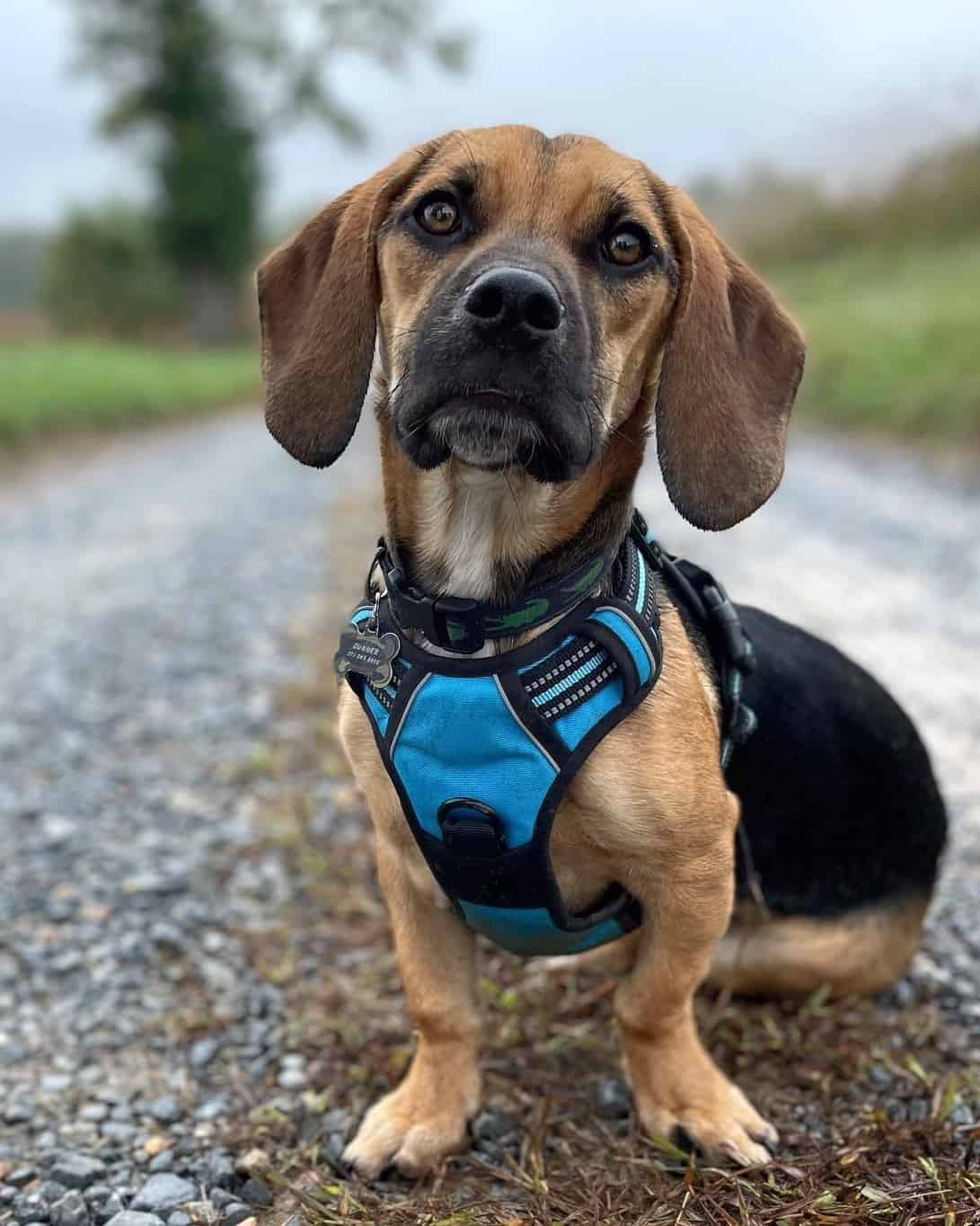 Labrador Retriever Mixes: 57 Lab Crossbreeds (With Pictures!)