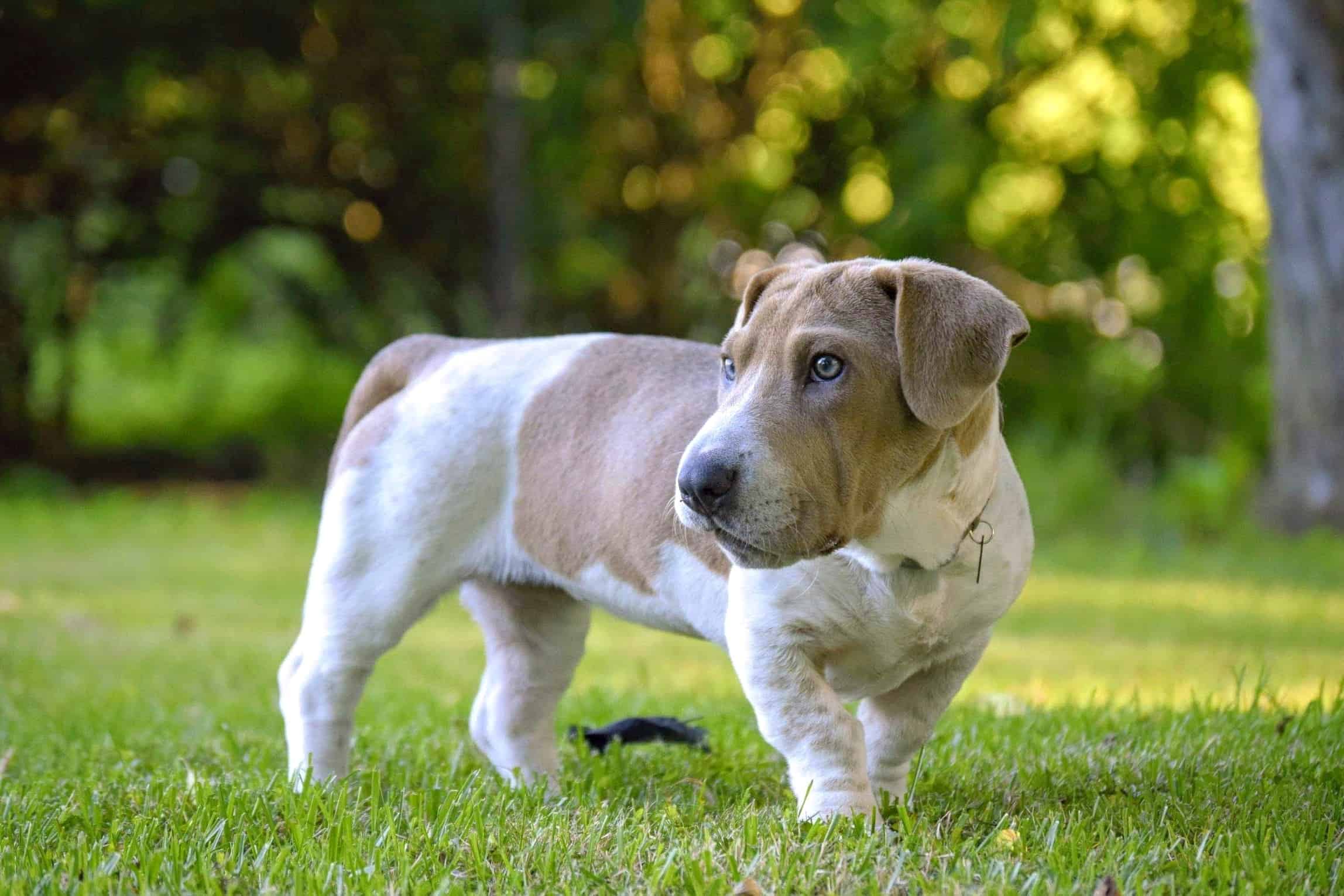 Basset Hound Mixes: 50 Different Crossbreeds (With Pictures)