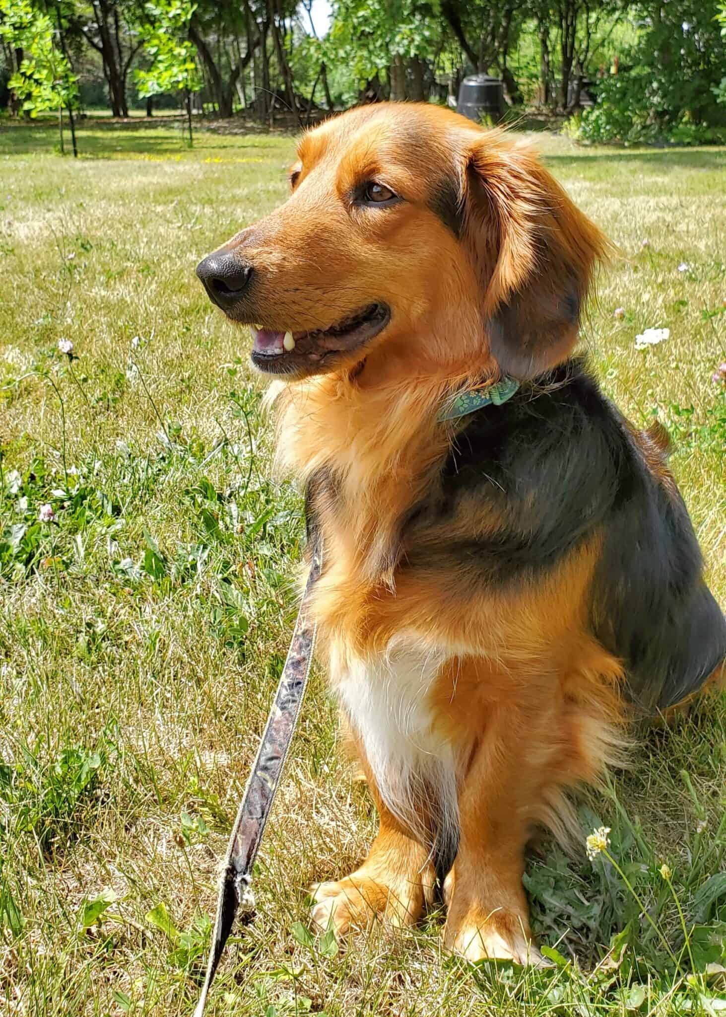 Golden Retriever Mixes: 53 Awesome Crossbreeds You'll Love!