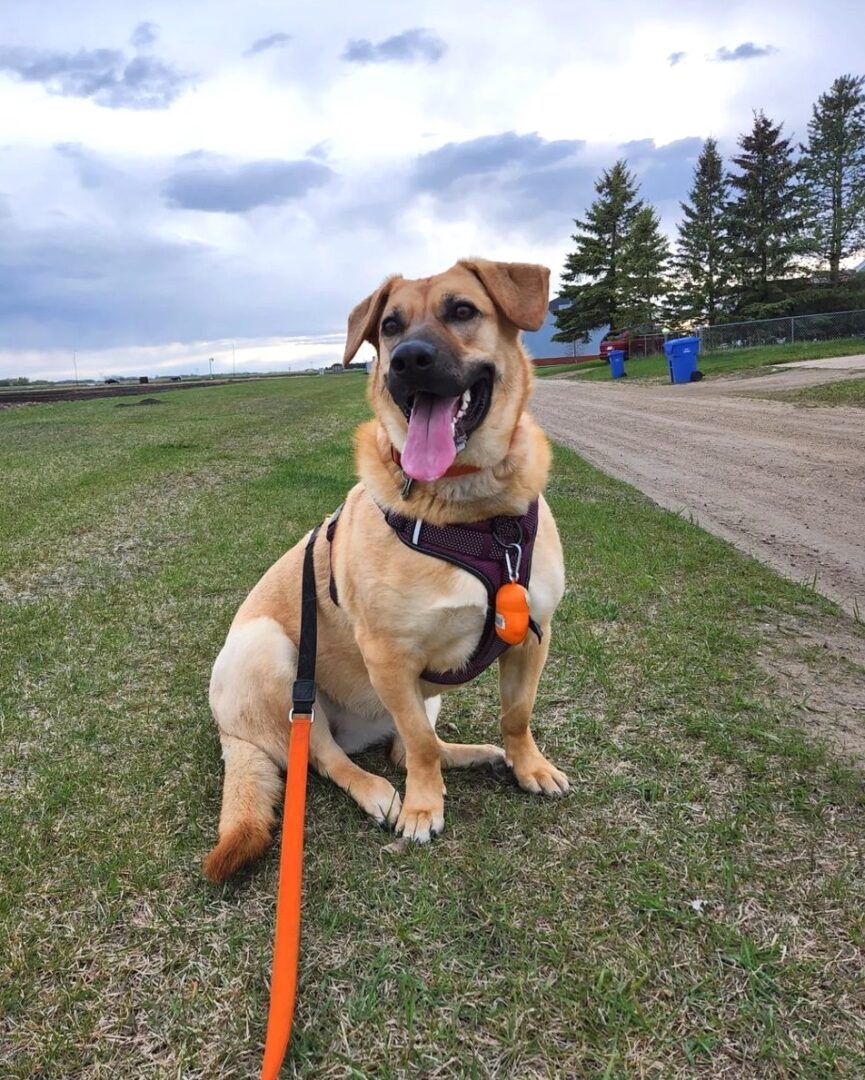 German Shepherd Mixes: 40 Gorgeous GSD Crossbreeds!