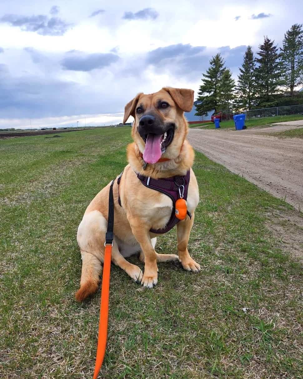 Basset Hound Mixes: 50 Different Crossbreeds (With Pictures)