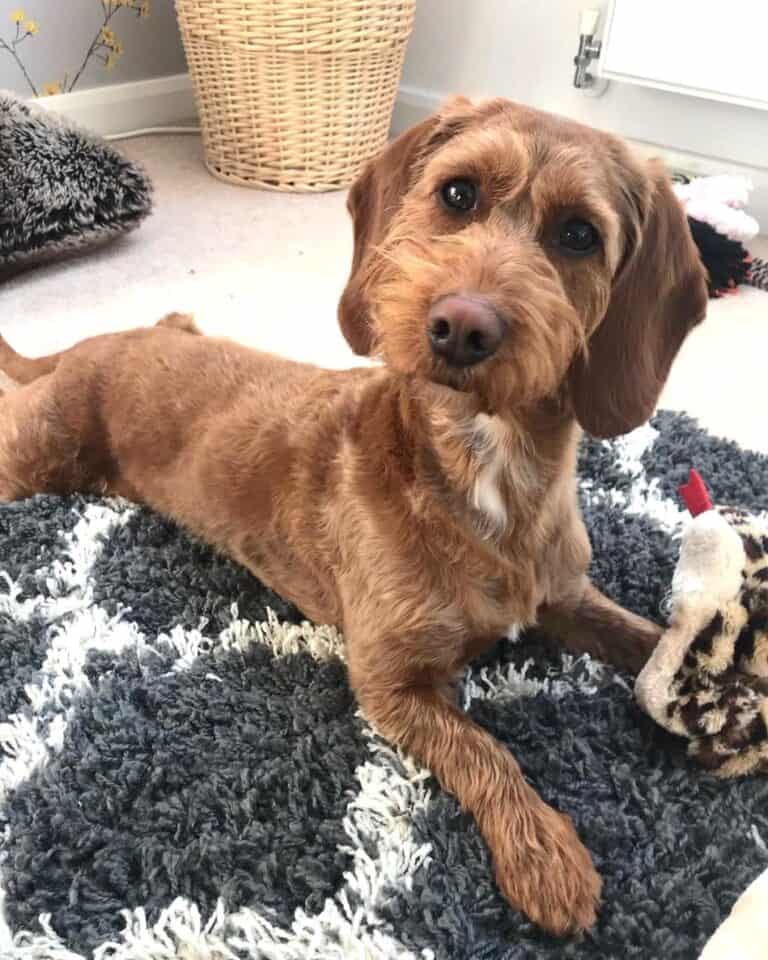 Amazing Basset Hound Cross Poodle Gallery