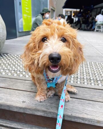 Basset Hound Mixes: 50 Different Crossbreeds (With Pictures)