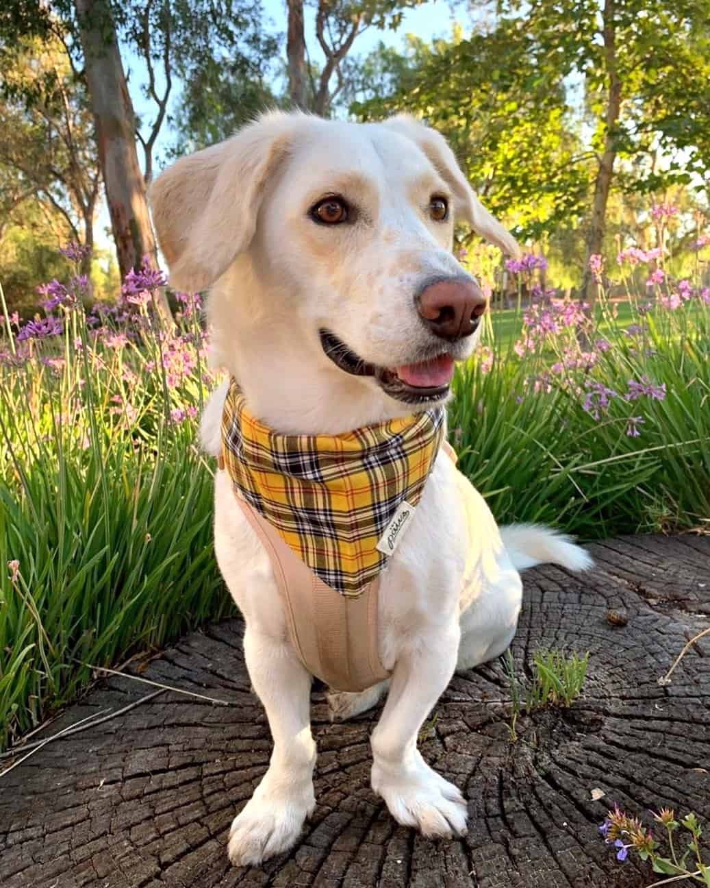 Basset Hound Mixes: 50 Different Crossbreeds (With Pictures)