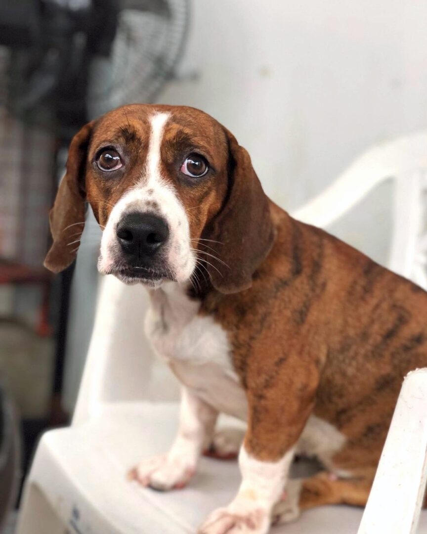 Basset Hound Mixes: 50 Different Crossbreeds (With Pictures)